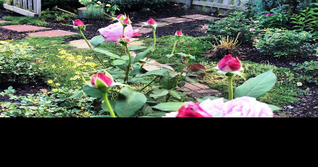 The Rose Collector: Shy, showy, sometimes thorny, roses are like family ...