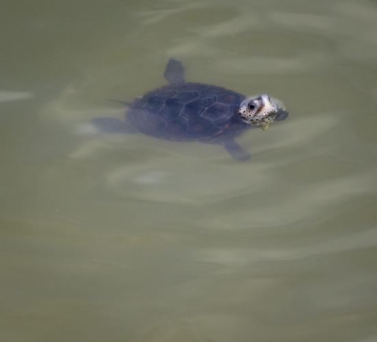 Shell game: researchers release 21 diamondback terrapins hatched from ...