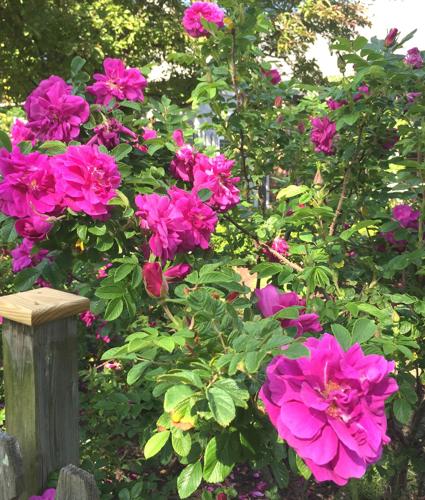 The Rose Collector: Shy, showy, sometimes thorny, roses are like family ...