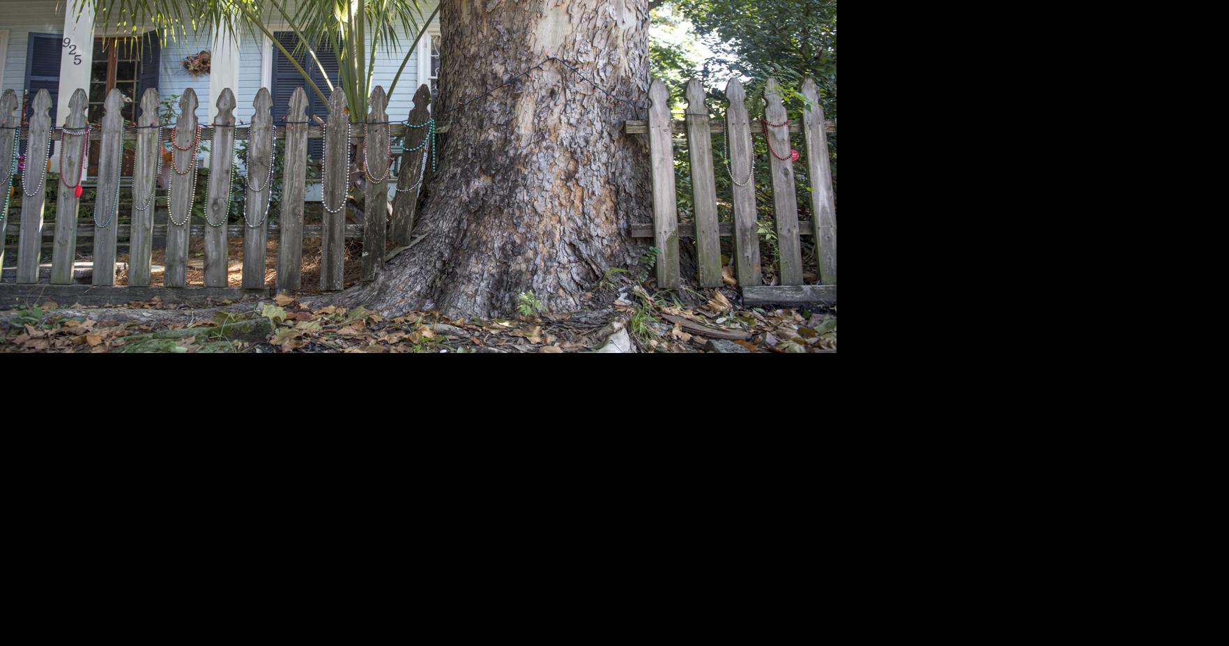 Danny Heitman's 'At Random': In a pandemic season, the joy of staying ...