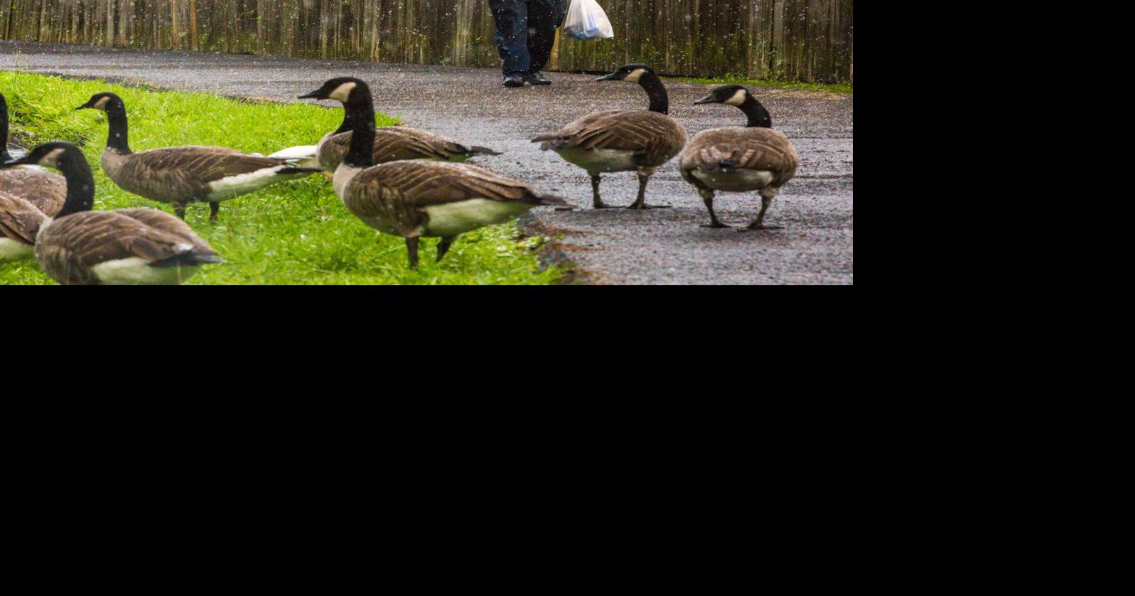 Letters: Make sanctuary cities for Canada geese | Letters | theadvocate.com