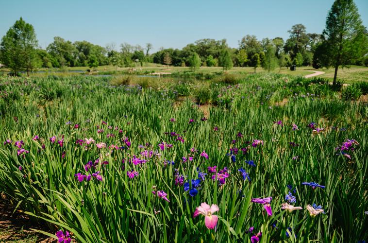 Acadiana's Louisiana Iris Festival March 28-29, 2026 | Entertainment ...