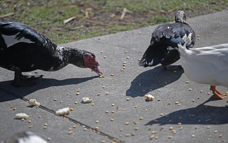 The Duckman takes care of resident ducks at LSU Lakes | Entertainment ...
