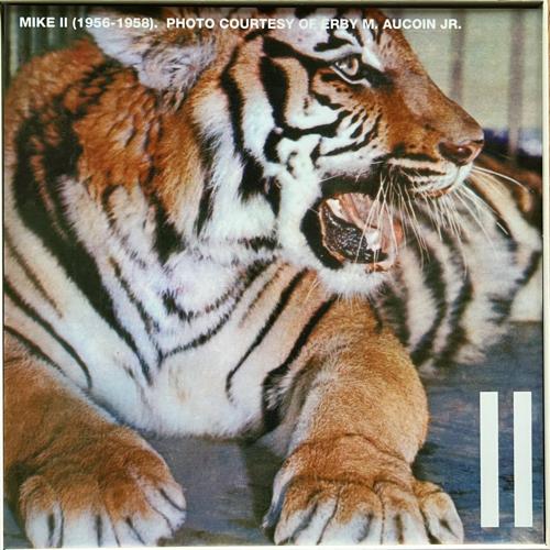 Where are the resting places of the deceased Mike the Tigers | Curious ...