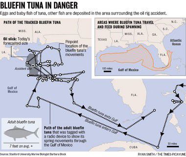 BP Deepwater Horizon spill oil causes heart damage that can kill tuna ...