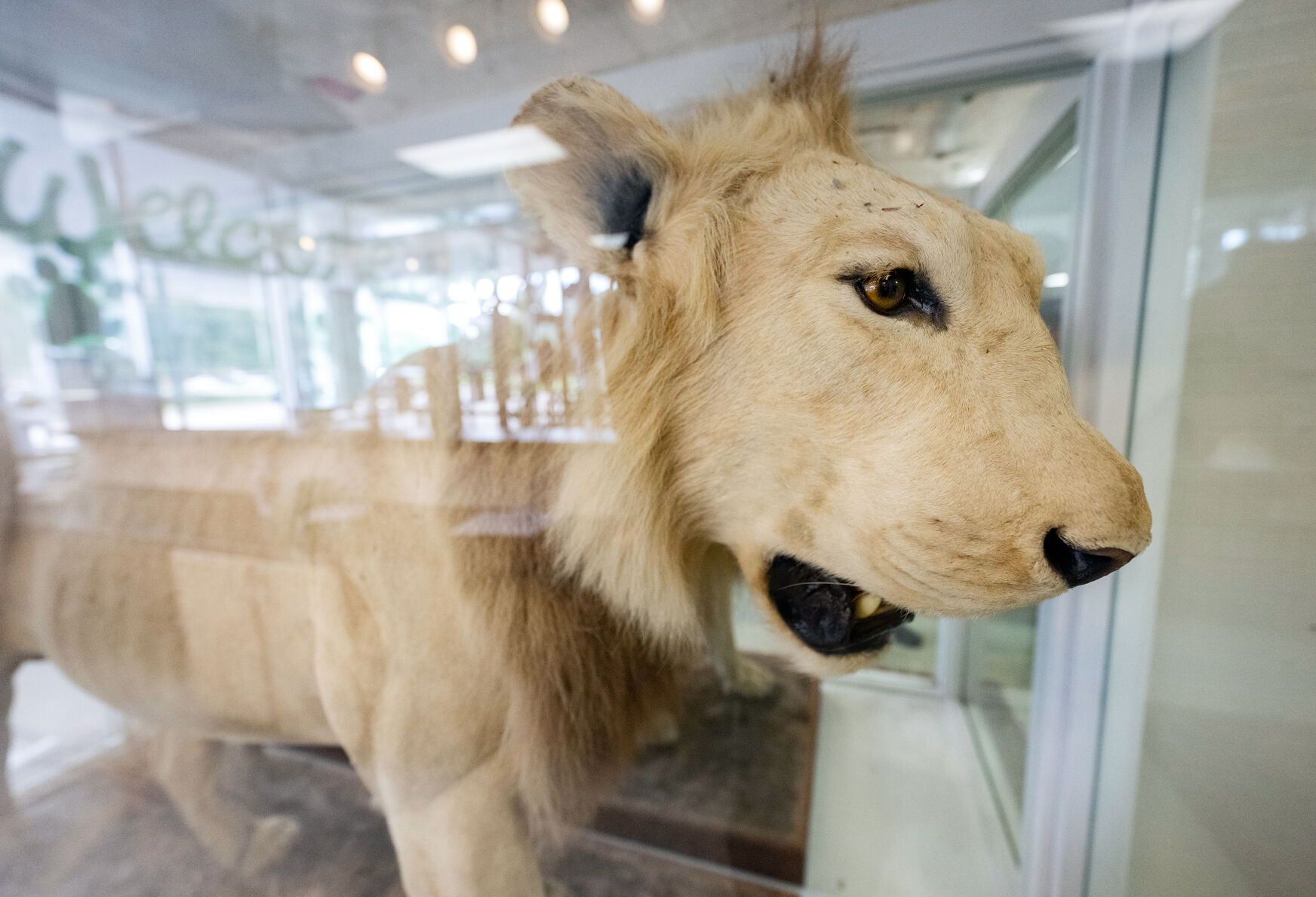 Can you be the lucky owner of Lafayette High's stuffed lion ...