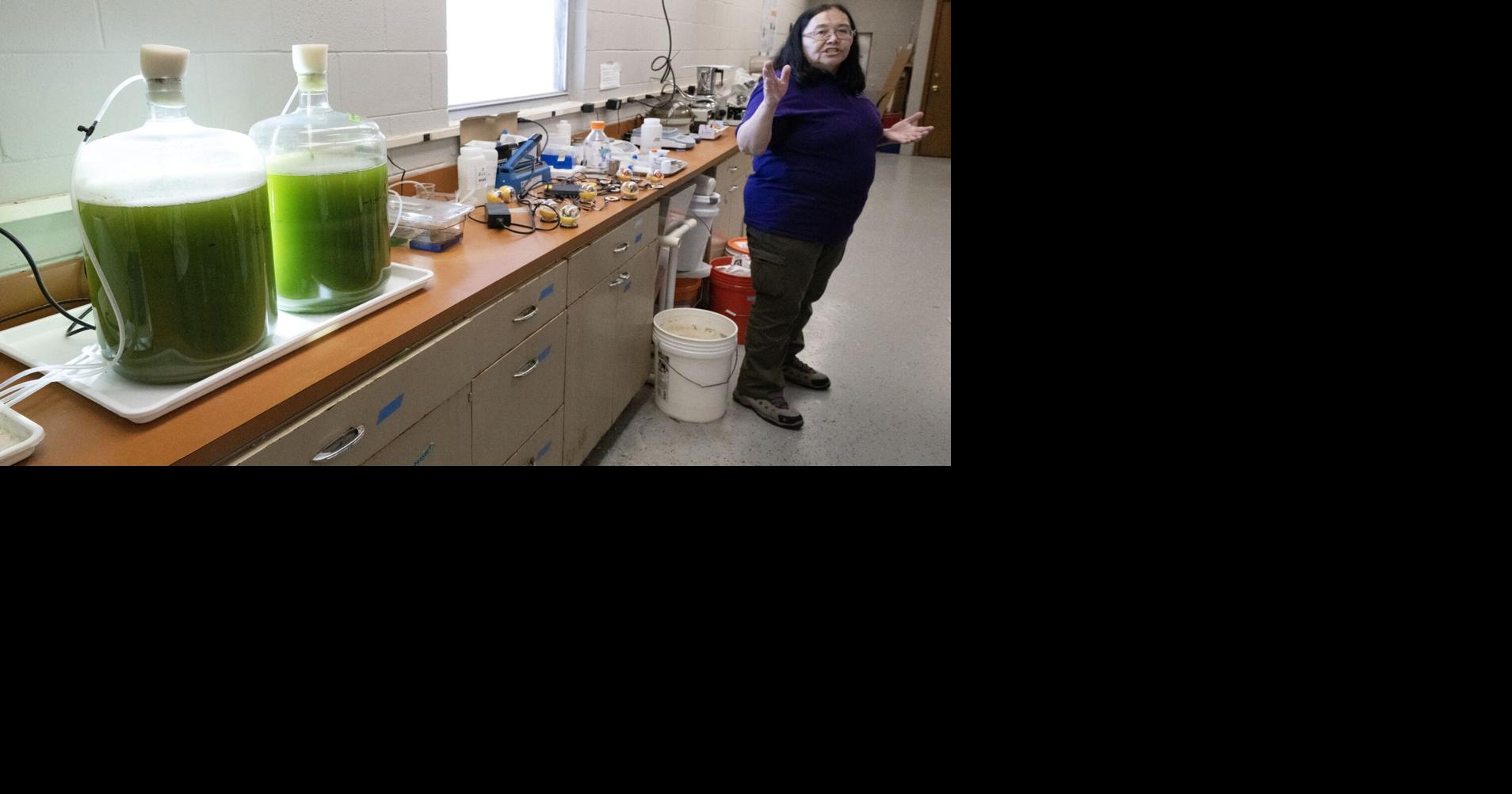 LSU researchers make self-powered light for algae production | Business ...