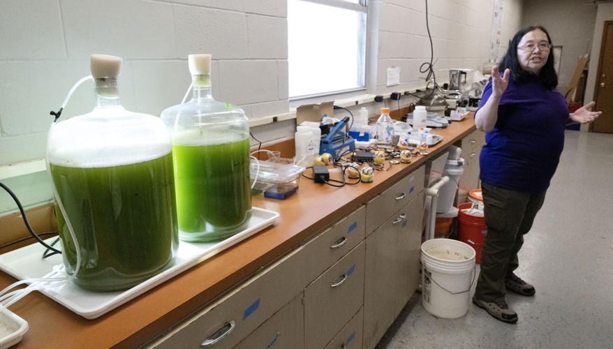 LSU researchers make self-powered light for algae production | Business ...