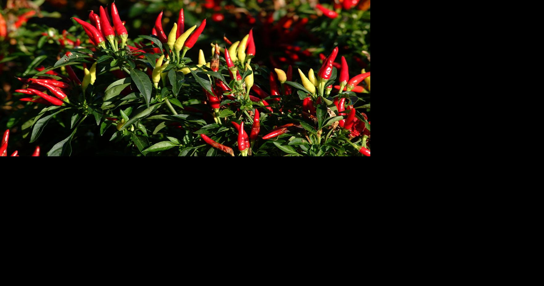 Spice things up this fall with ornamental peppers: LSU Garden News ...