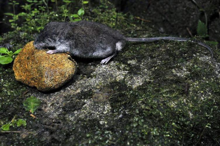 LSU researcher names new rodent | Entertainment/Life | theadvocate.com