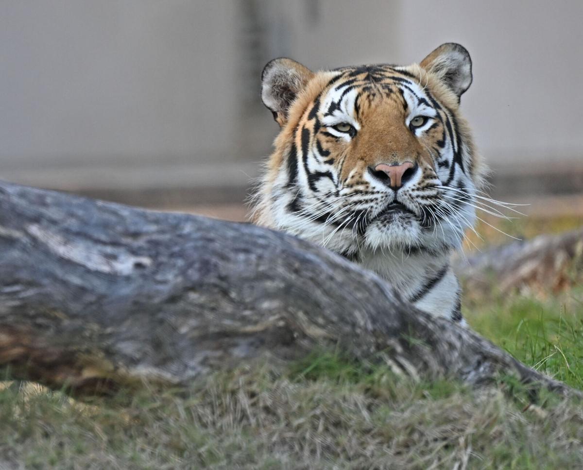 BR.wildlsumike.adv HS 001.JPG | | theadvocate.com