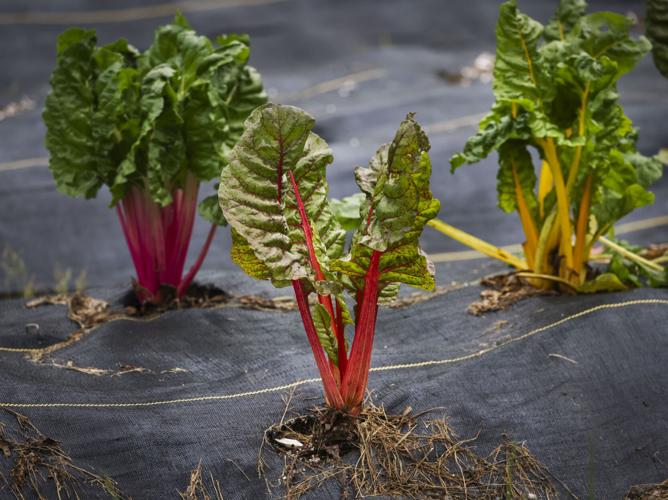 Here's what to plan when iin your fall vegetable garden | Home/Garden ...