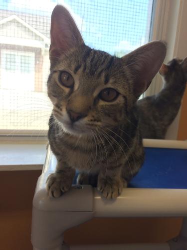 Cats available through Cat Haven of Greater Baton Rouge on Aug. 24 ...