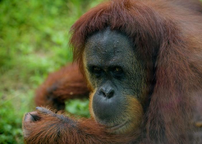 Match.com for animals? How Audubon Zoo helps save species from ...