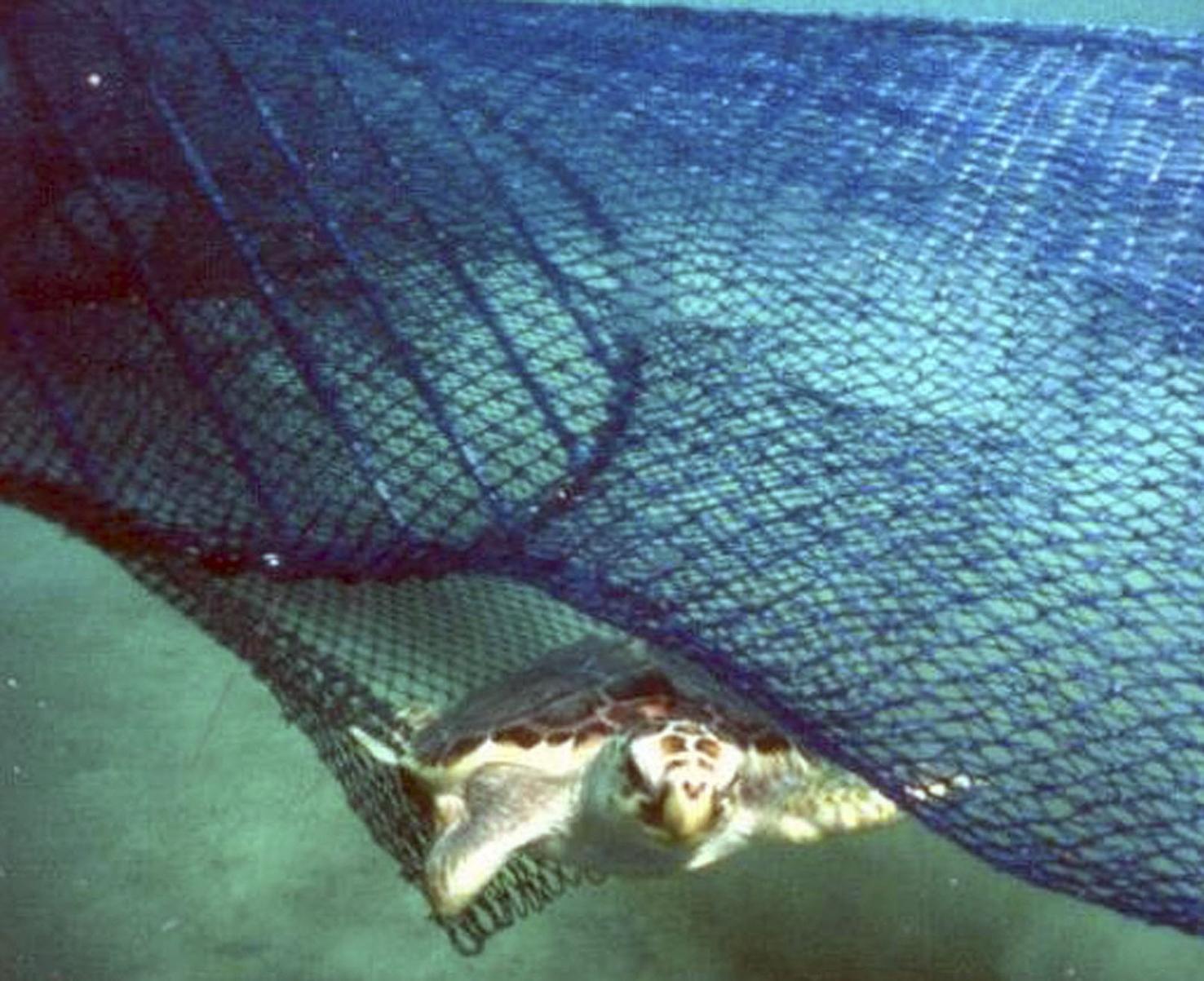 More shrimpers would be required to use sea turtle excluder devices ...