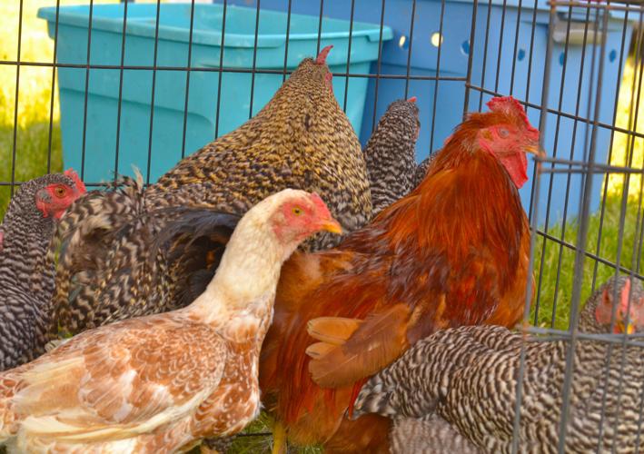 From plates to pets: Designer chickens transcend previous roles | Mid ...