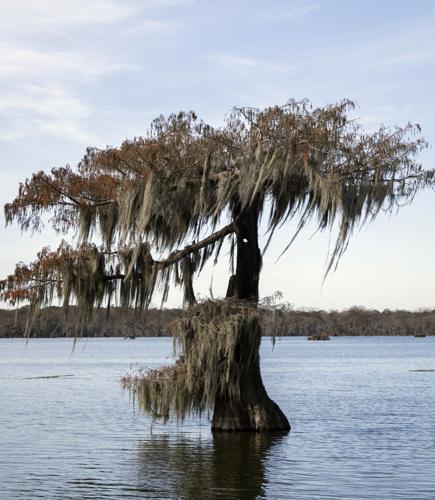 Lake Martin cypress tree struck by lightning, catches fire | News ...