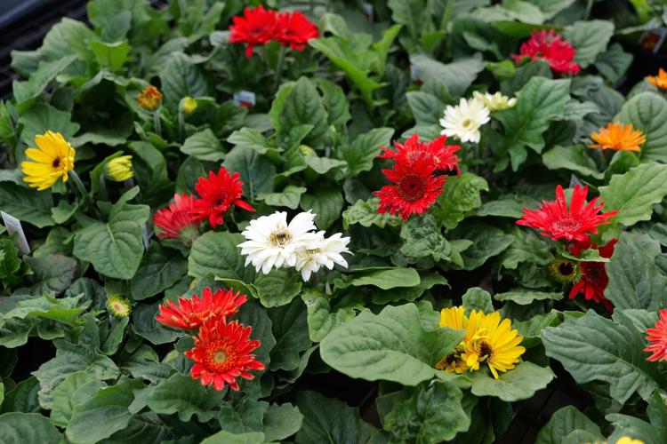 Gerbera daisies can now be enjoyed in Louisiana gardens | Home/Garden ...