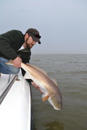 Buras redfish leave Mississippi River, stack up in bays and bayous ...