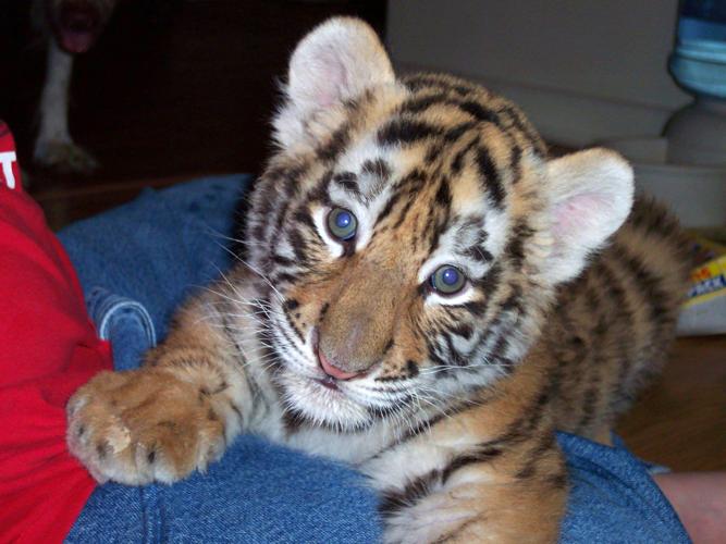 Photos: Baby Mike VI, then Roscoe, was a cuddly, lovable tiger cub ...