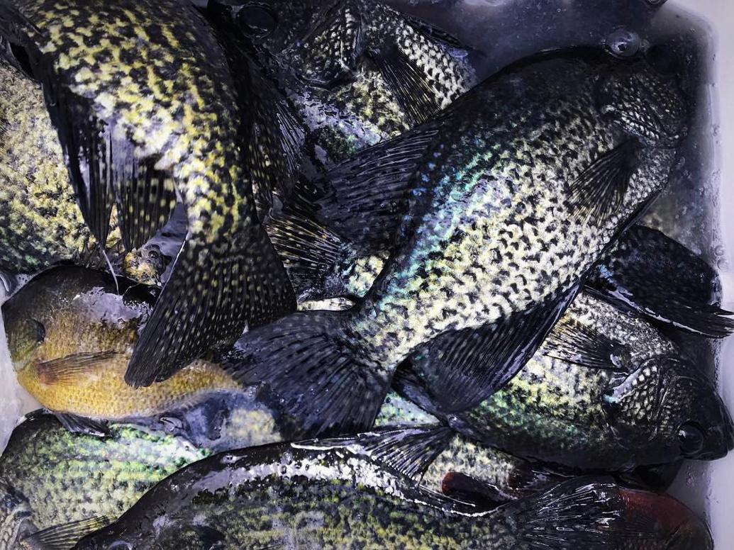 High mercury levels found in certain Lake Maurepas fish | News ...