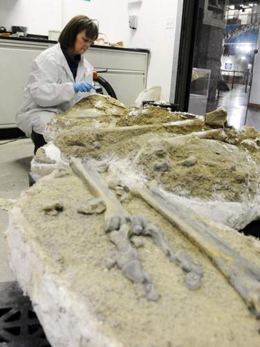 14-foot camel? Lafayette museum receiving replica of one based on 7 ...