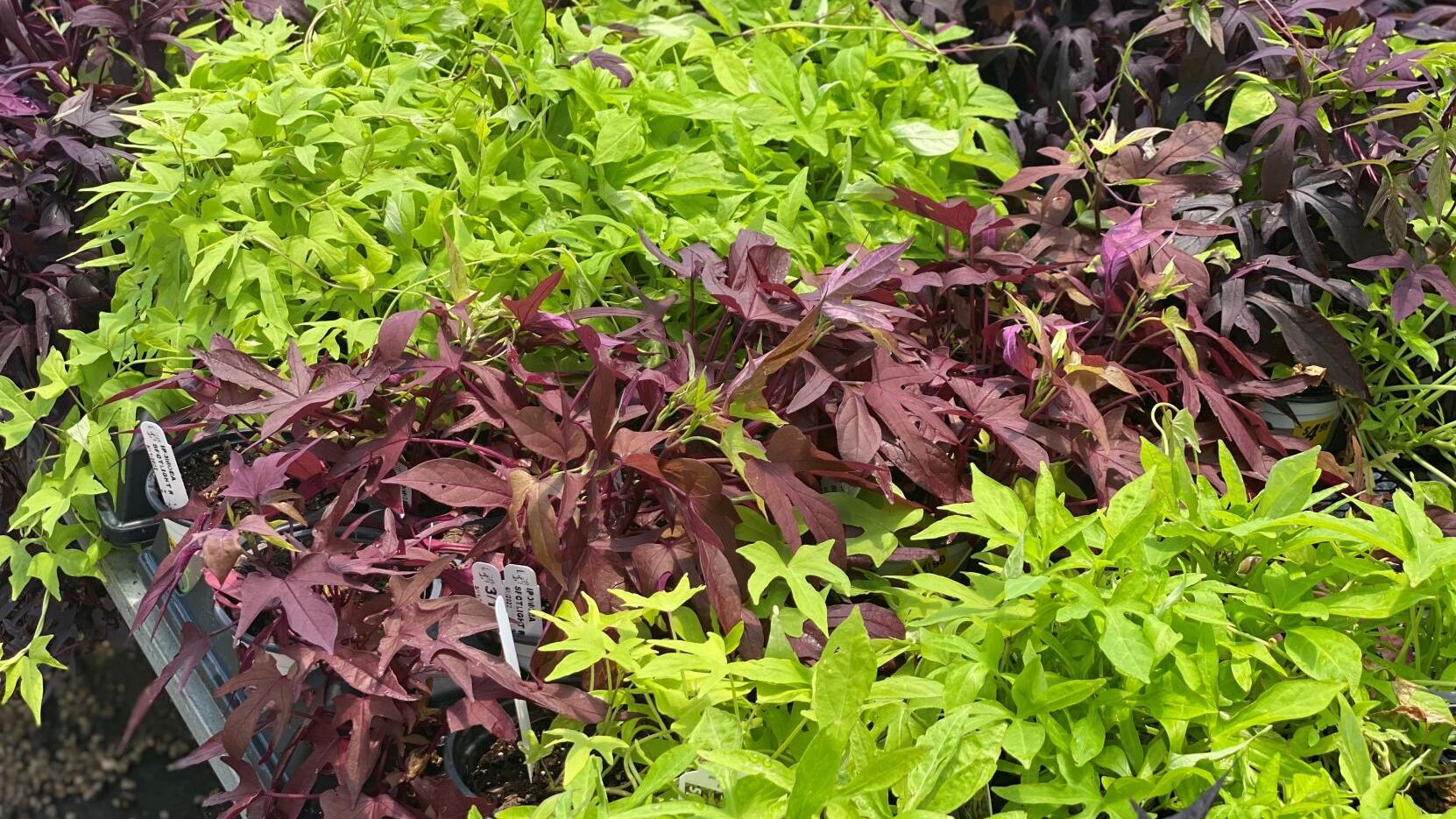 which sweet potato has purple leaves