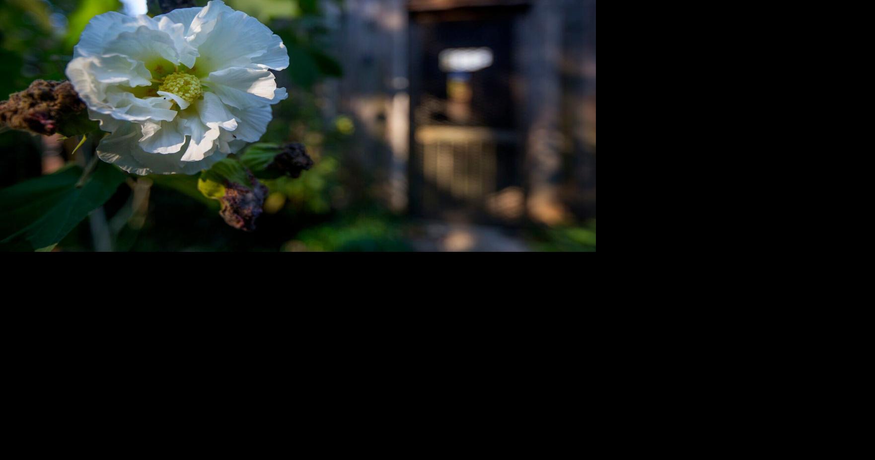 Wait until summer to root Confederate rose cuttings | Entertainment ...