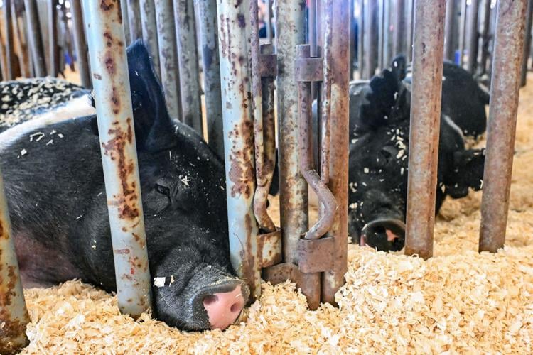 2,000 youth livestock exhibitors to show their animals at the LSU ...