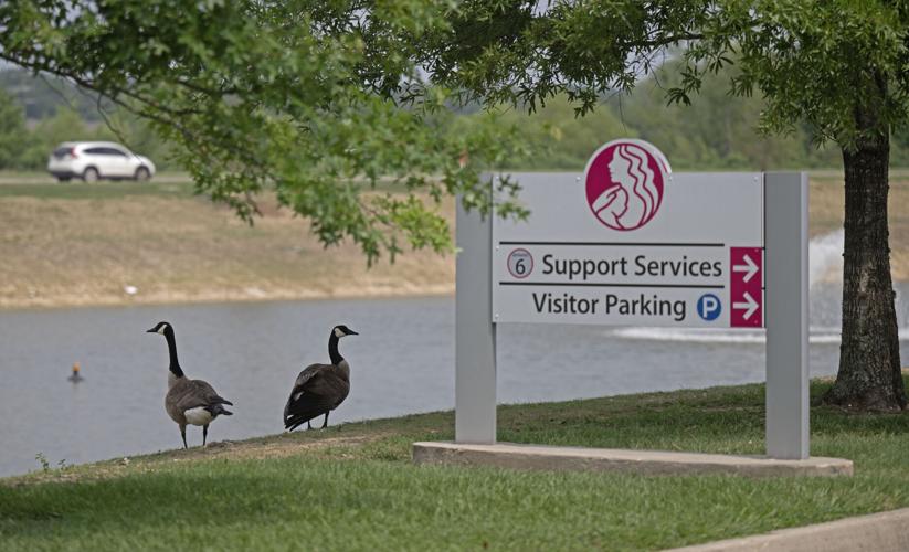 Canada geese are beautiful but a little messy | News | theadvocate.com