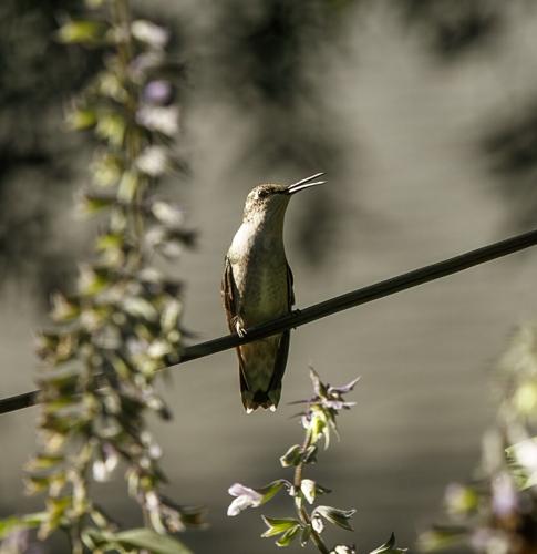 no.hummingbird.adv.2 | | theadvocate.com