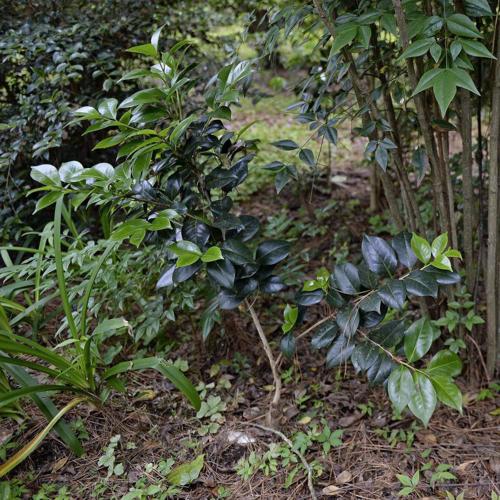 Preserving family’s antique camellias | Communities | theadvocate.com