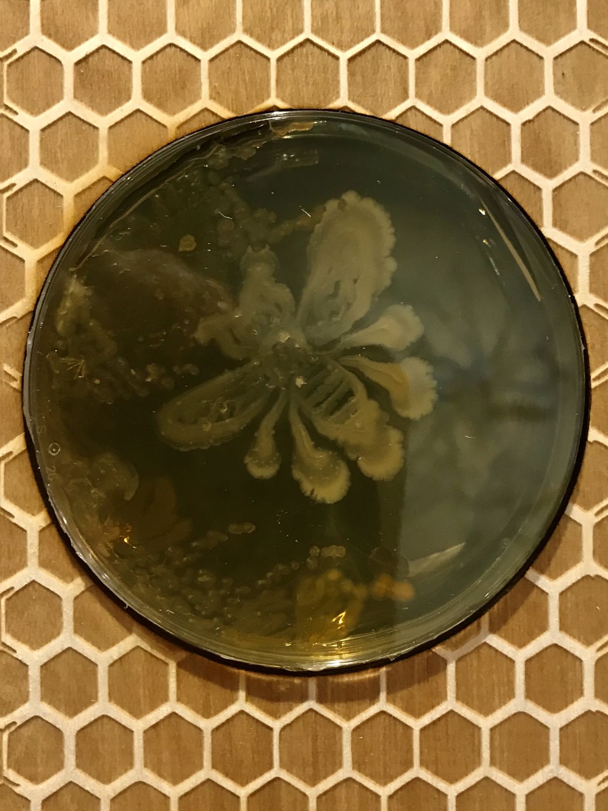 It is alive: Meagan Moore melds art and science by painting with live ...