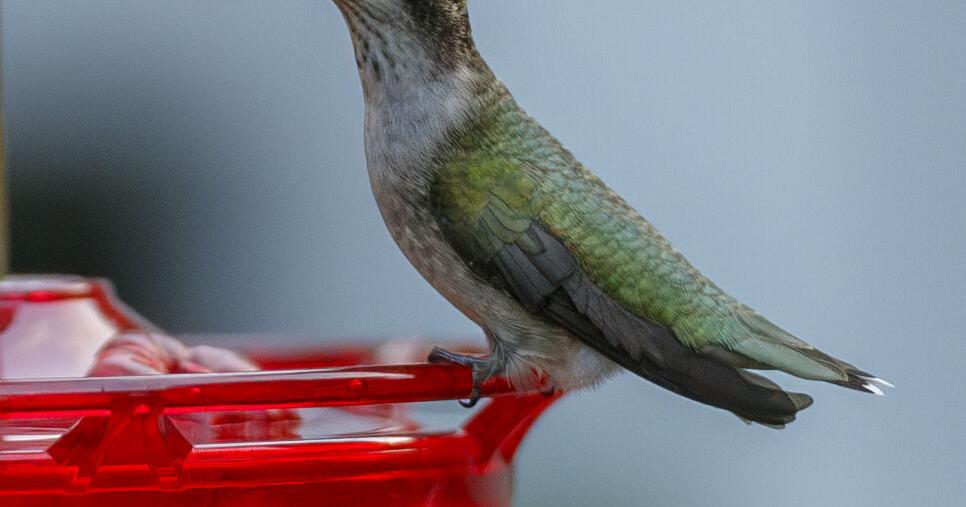 no.hummingbird.adv.4 | | theadvocate.com