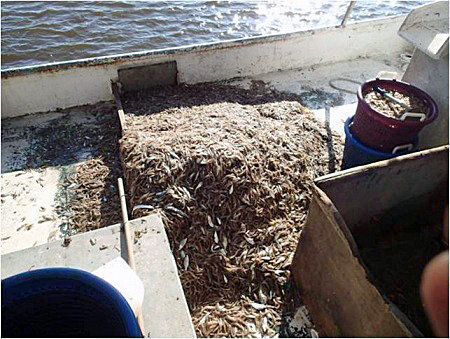 2,700 pounds of shrimp seized off Cameron; shrimpers' nets had no ...