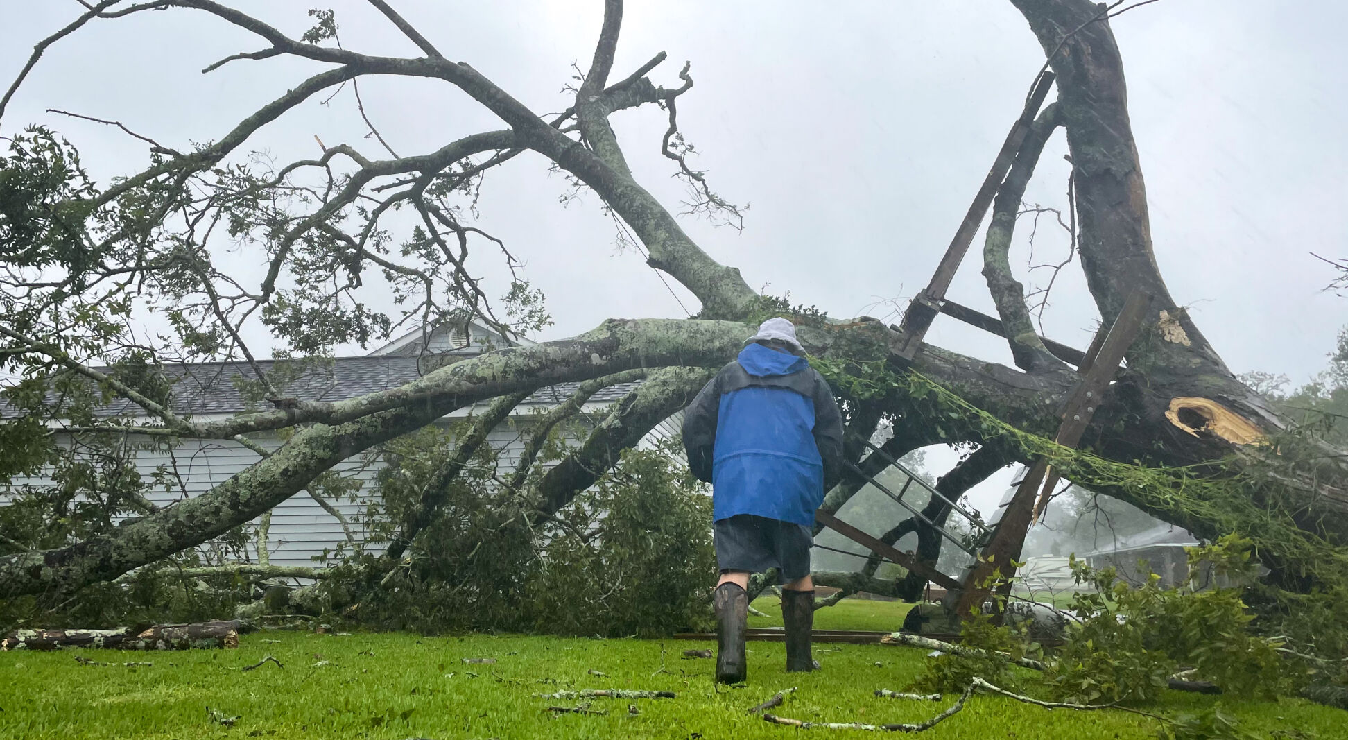 Did Ida blow down a tree in your yard? These fast-growing trees are ...