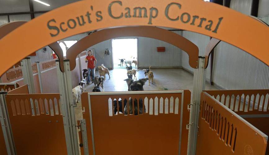 Socialization, stimulation key at Camp Bow Wow | News | theadvocate.com