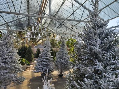 Still time for Christmas trees in Baton Rouge | Entertainment/Life ...