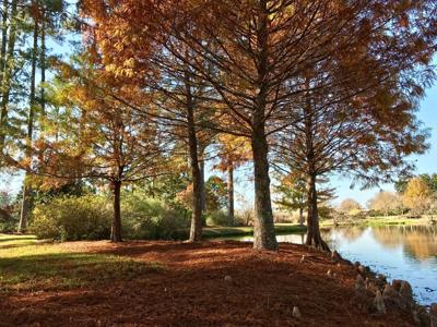 When will leaves change color in Louisiana for fall 2025 ...