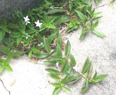 Garden News: Oh that darn Virginia buttonweed | Home/Garden ...