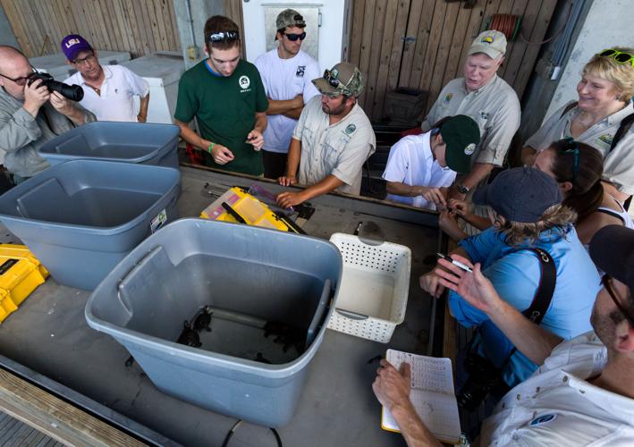 Shell game: researchers release 21 diamondback terrapins hatched from ...