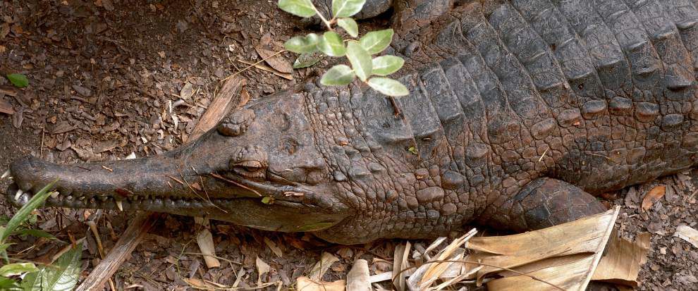 Rare crocodiles hatch at Audubon Zoo | News | theadvocate.com