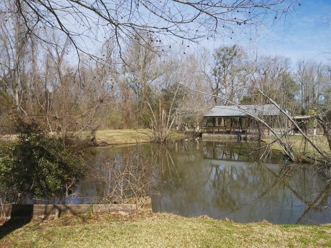 Bluebonnet Swamp: a perfect short hike | Entertainment/Life ...