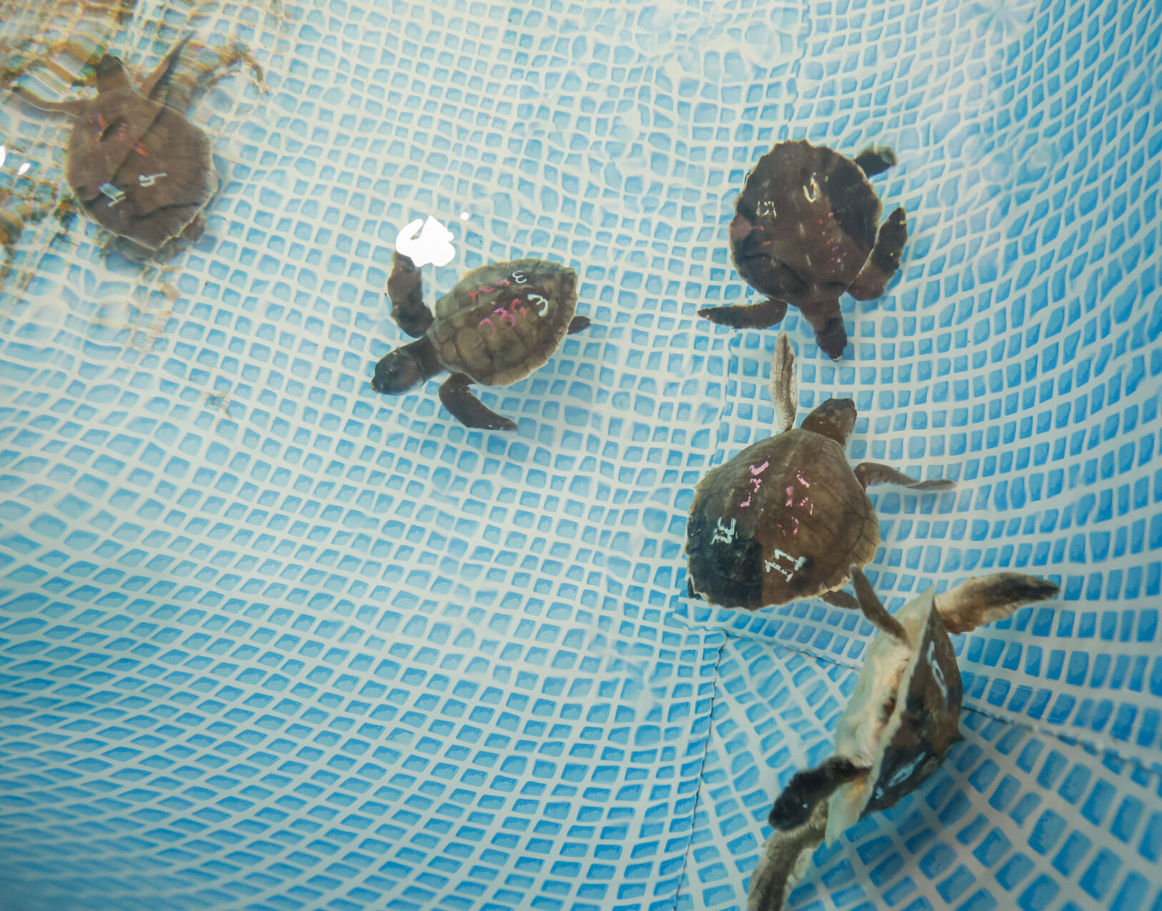 Kemp's ridley turtles back in Gulf after Louisiana recovery ...