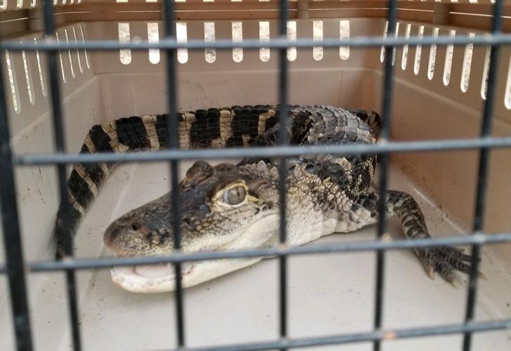 Alligators, marching bands and almond milk: Offbeat legislation up for ...