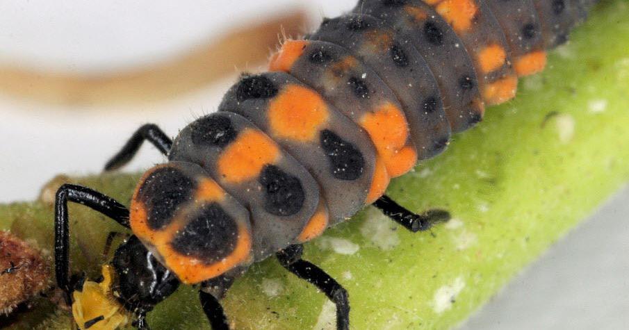 are ladybug larvae harmful