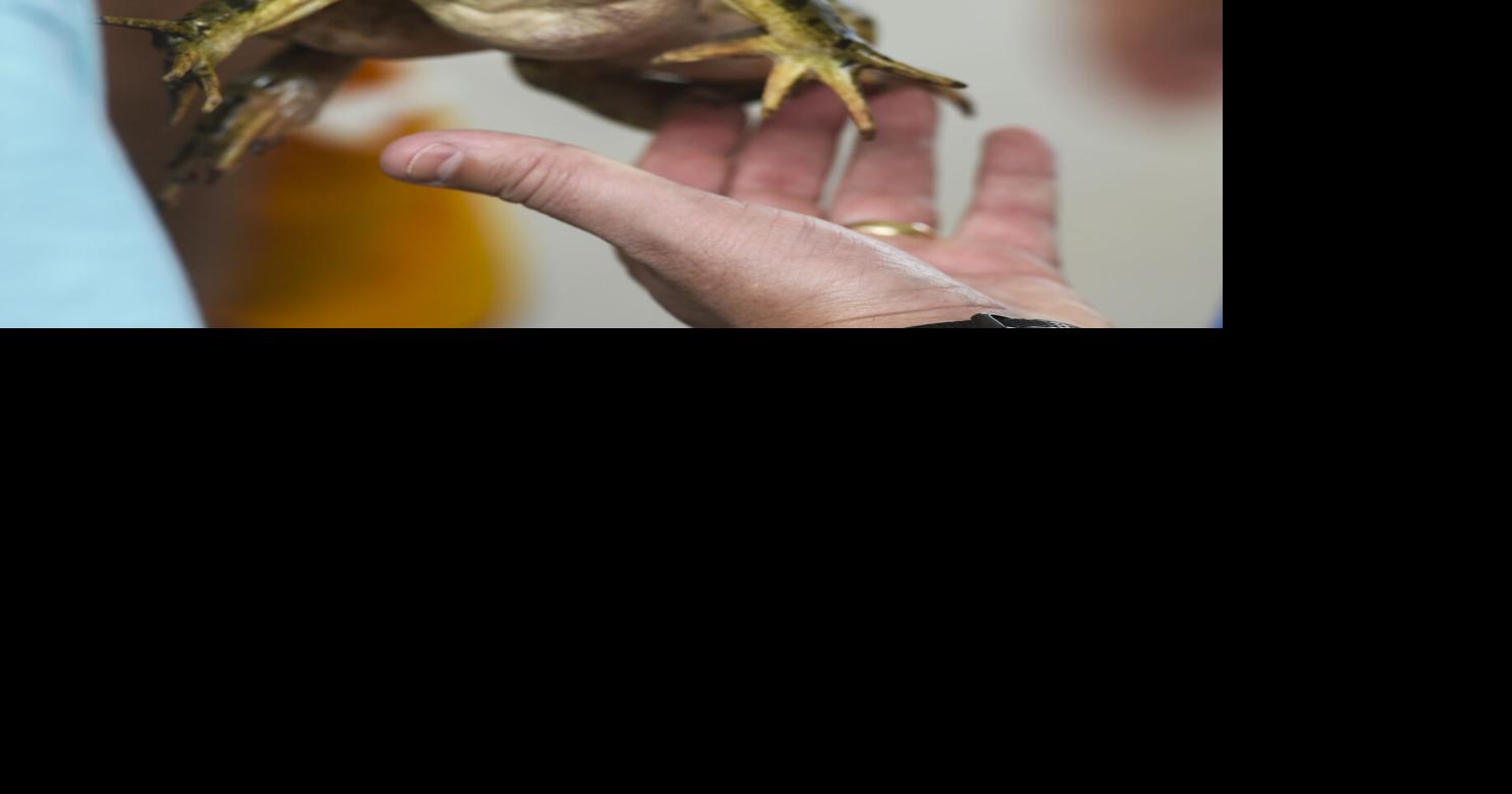 Photos: Rayne Frog Festival | Photos | theadvocate.com