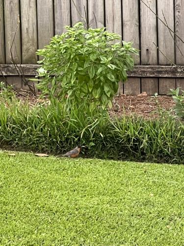 Jan Risher Long Story Short | Entertainment/Life | theadvocate.com