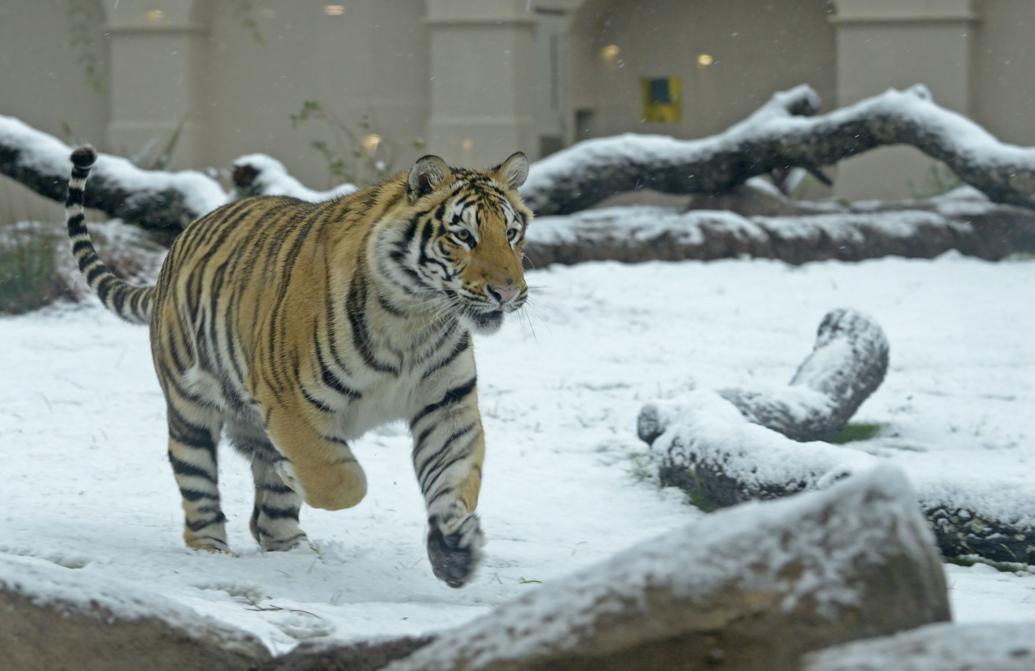 Photos: Snow fell in Baton Rouge five years ago. Take a look back at ...