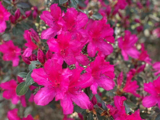 LSU Garden News: Rain, ice and freezing temps can’t stop the azalea ...